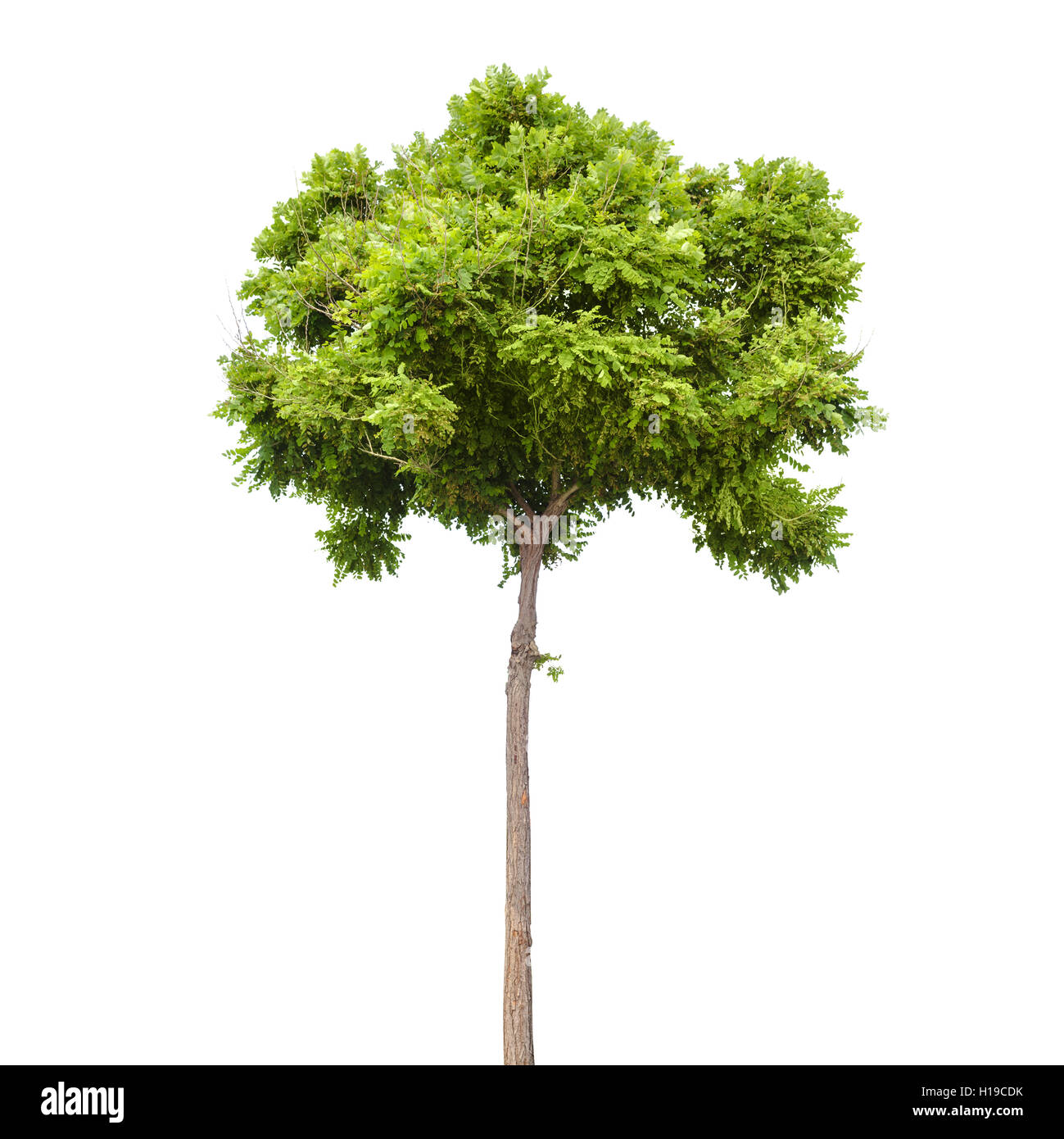 Robinia pseudoacacia. Small green tree isolated on white background ...