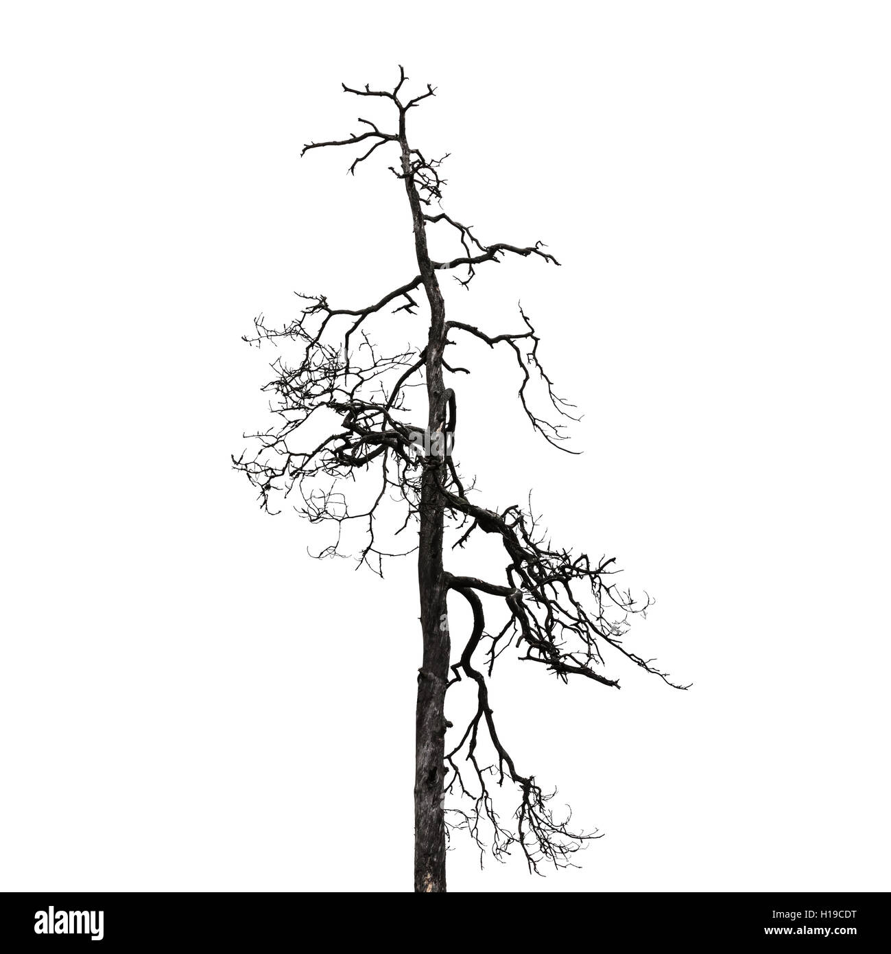 Dying Fir Tree High Resolution Stock Photography and Images - Alamy