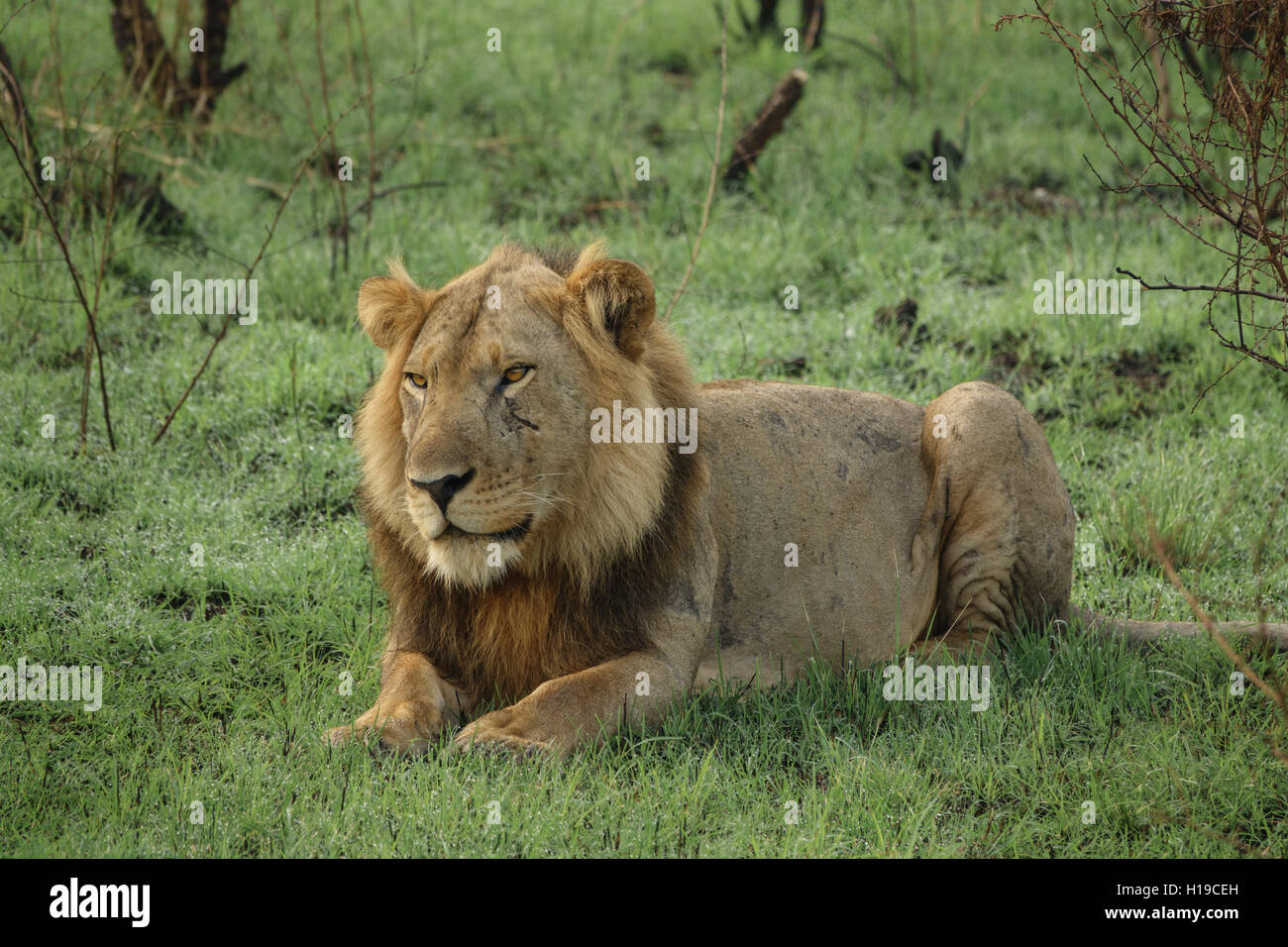 Old male lion with scars laid down looking at front Stock Photo - Alamy