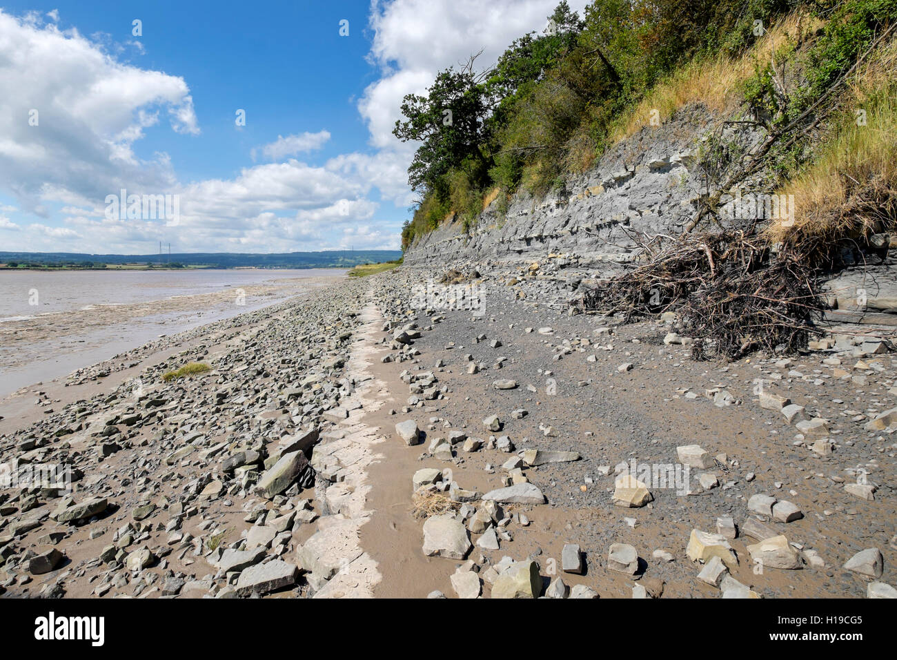 The fossil bearing, early Jurassic blue lias at Hock Cliff on the river ...