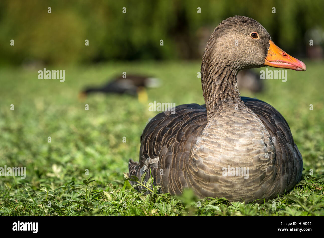 Peter and his goose hi-res stock photography and images - Alamy