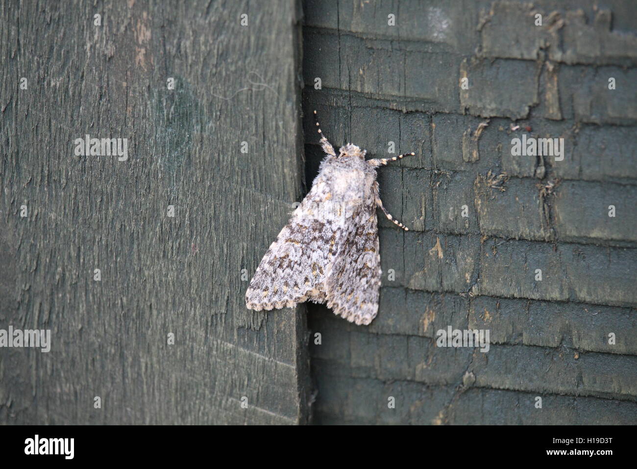 The sycamore moth hi-res stock photography and images - Alamy