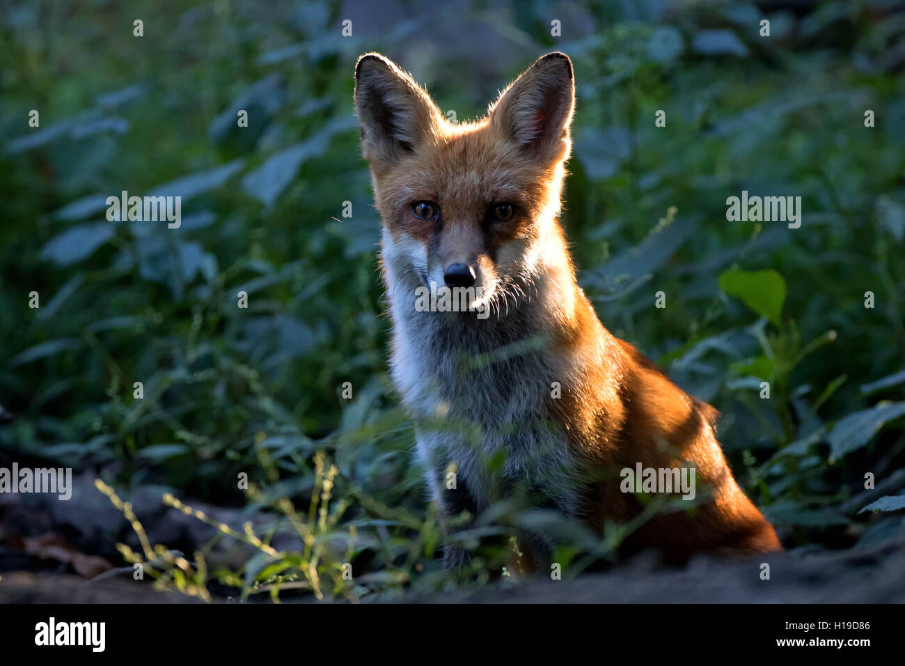 Seated fox hi-res stock photography and images - Alamy