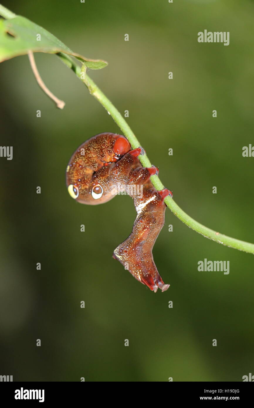 Caterpillars in the jungle hi-res stock photography and images - Alamy