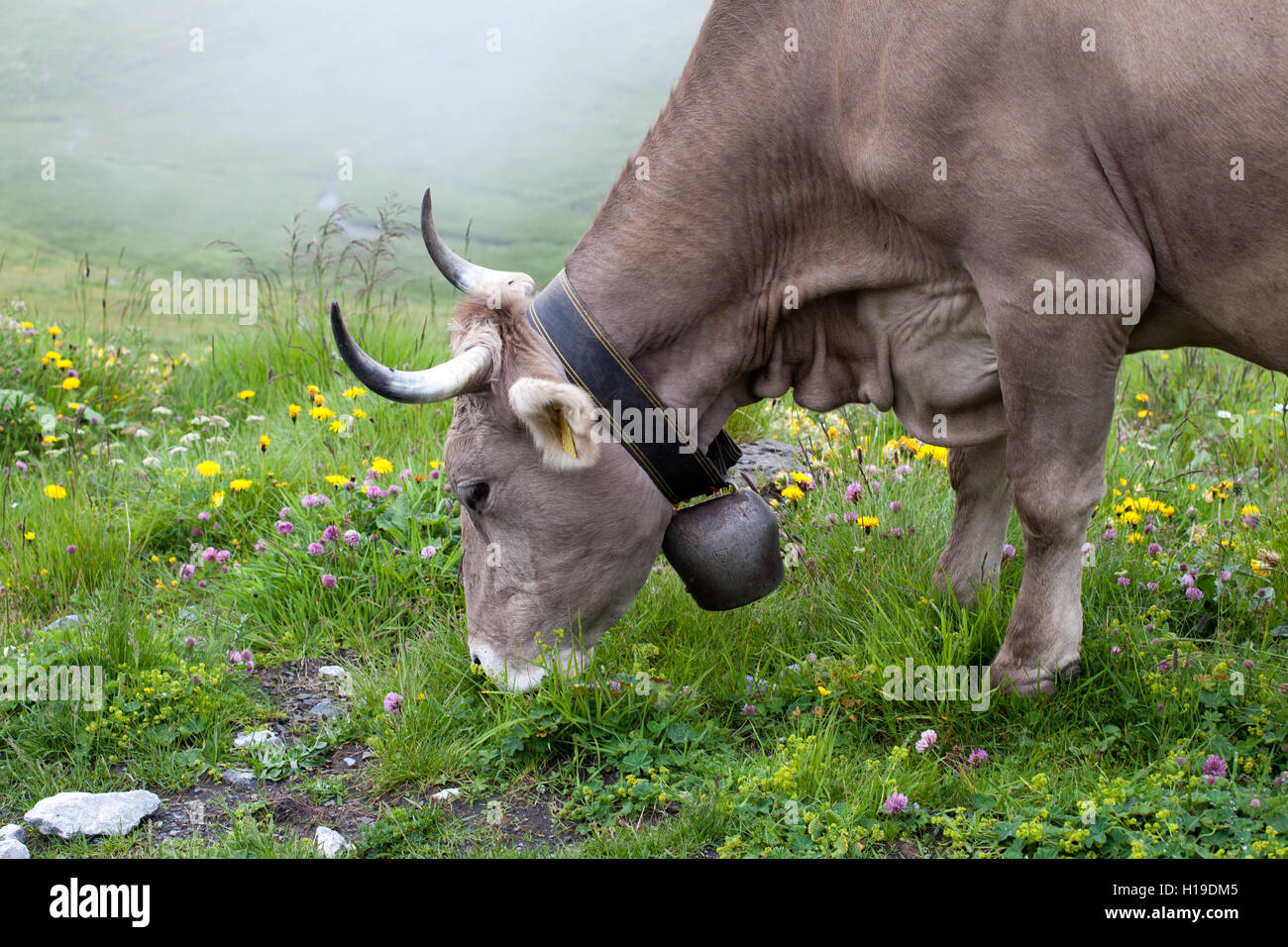 Cow bell hi-res stock photography and images - Alamy
