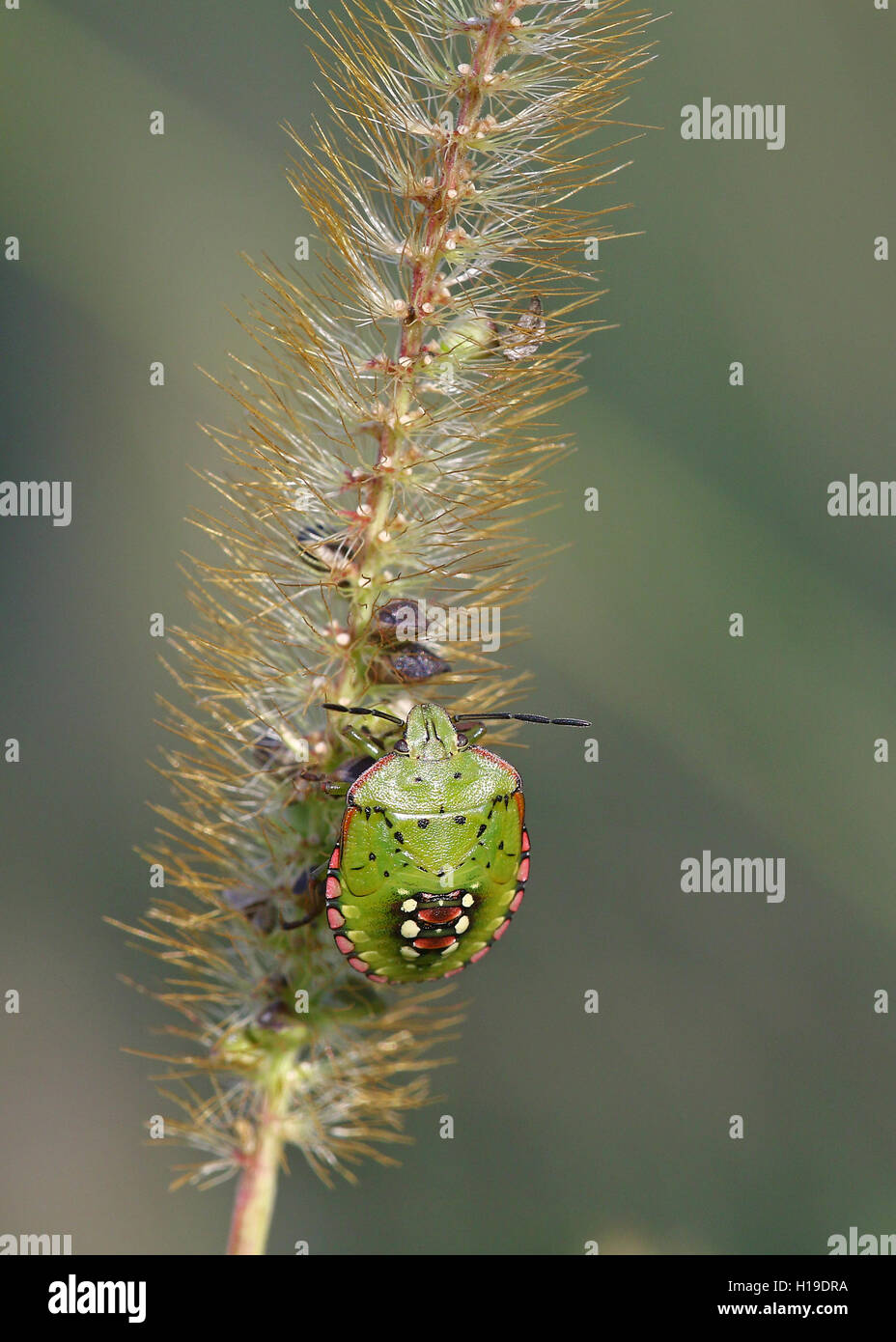 Green beetle on the tip of a strand of grass against a blurred ...