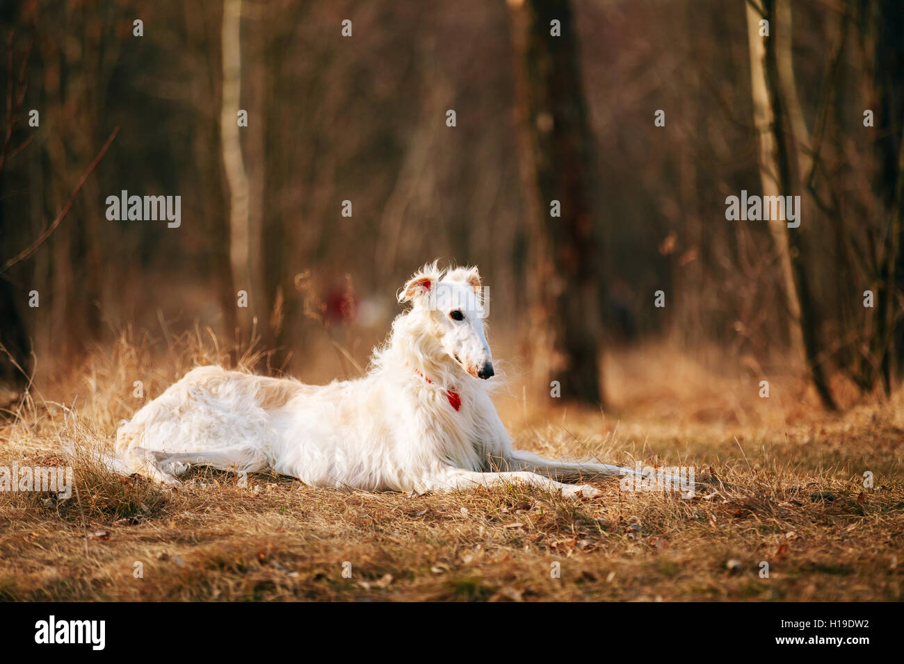 White Russian Wolfhound Dog, Borzoi, Russian Hunting, Sighthound ...