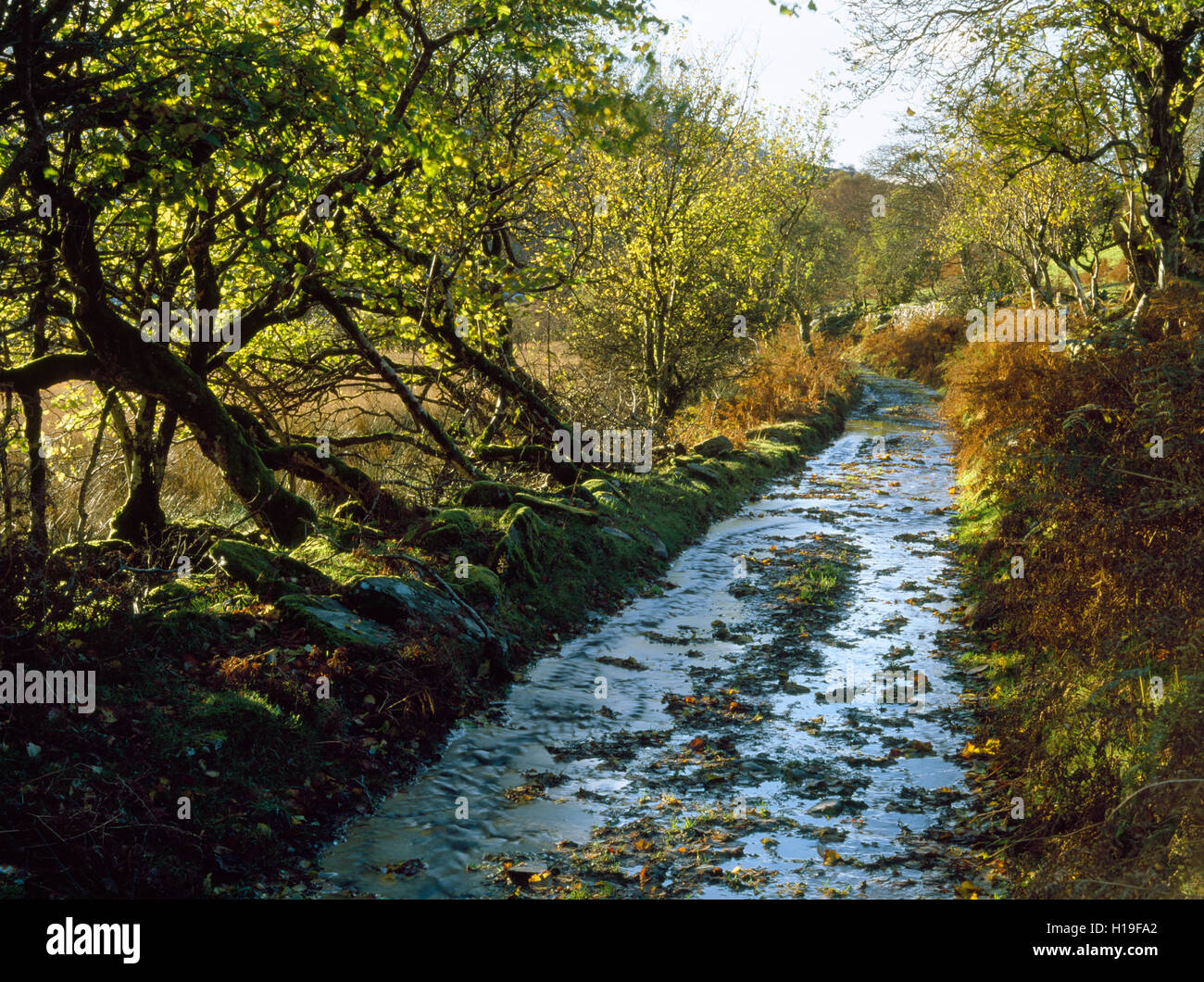 Rough farm track and footpath lined with hazel trees and running with ...
