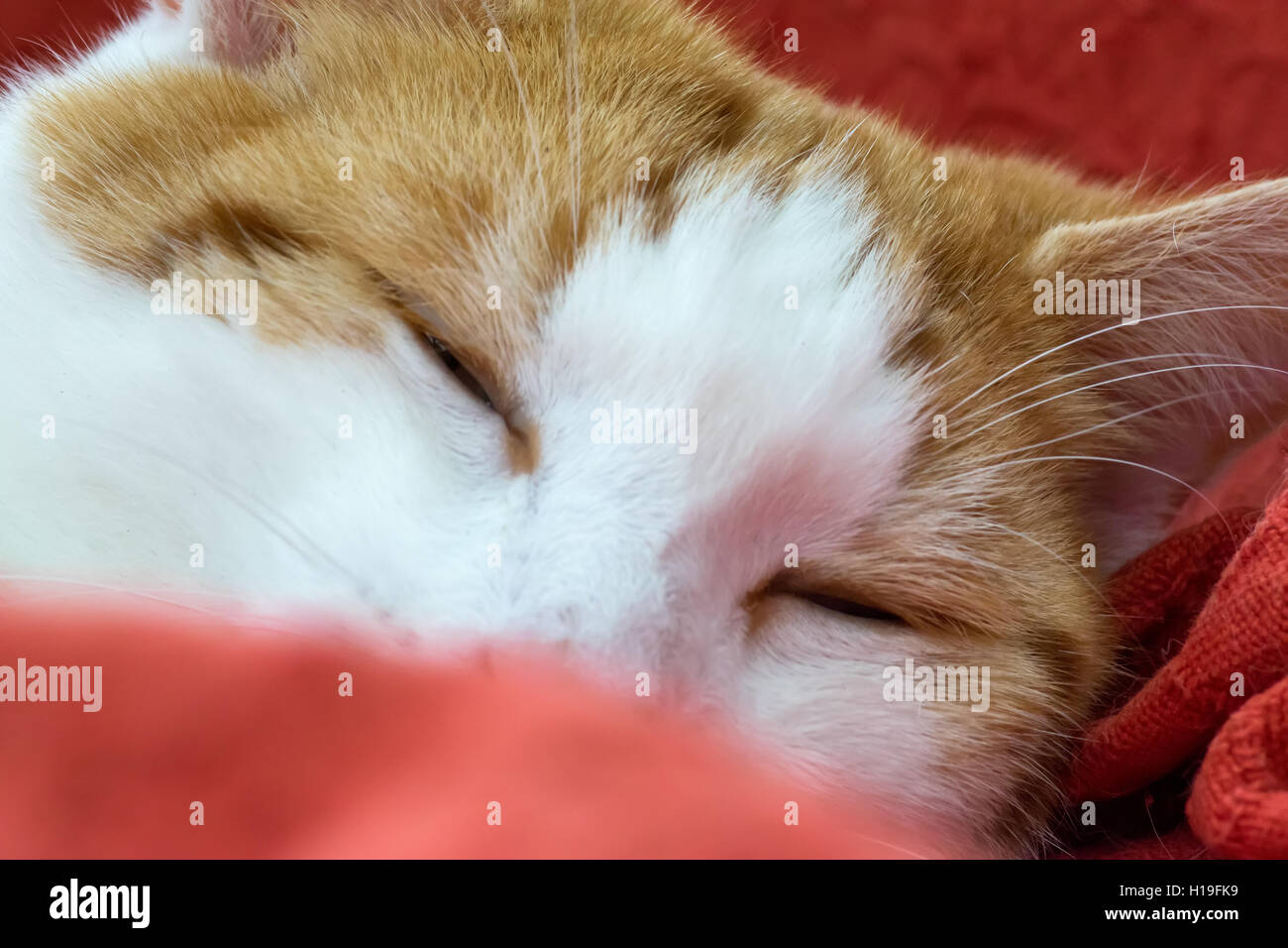 Female cat napping in the afternoon sunshine Stock Photo - Alamy