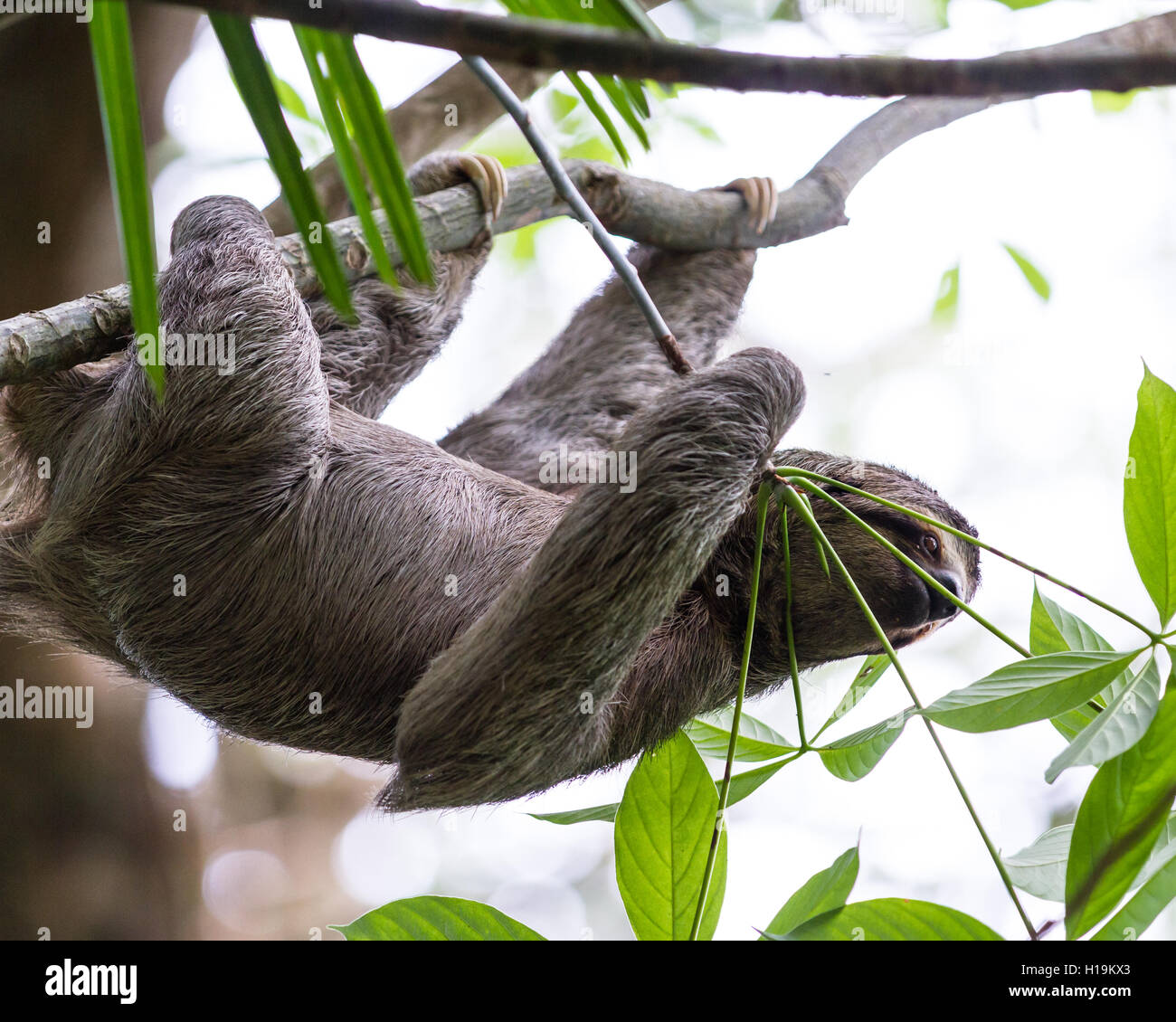 three toed sloth in the costa rican rainforest hanging from a tree ...