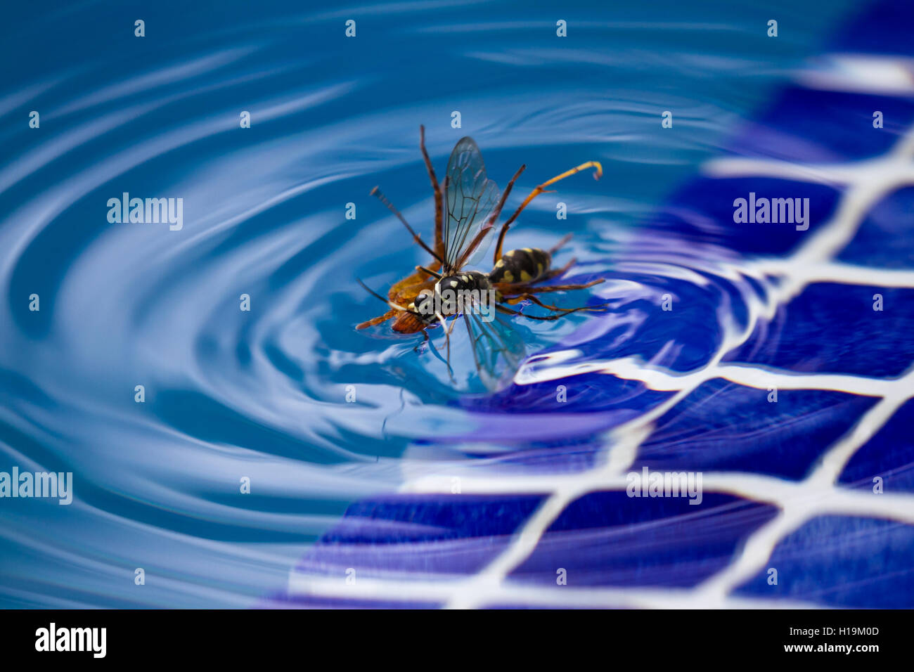 action shots of a spider wasp killing a spider by drowning it in a ...