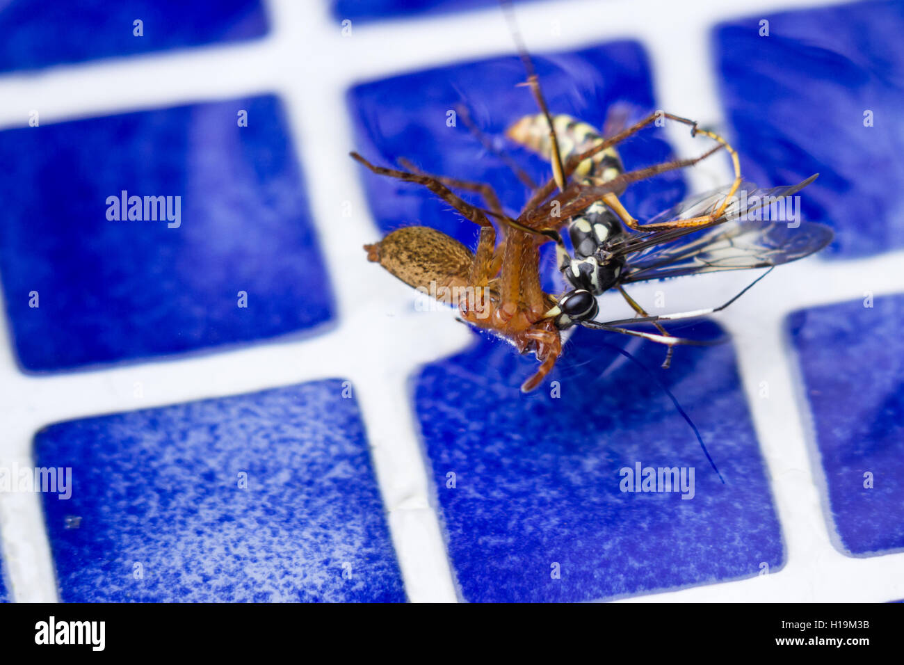 action shots of a spider wasp killing a spider by drowning it in a ...