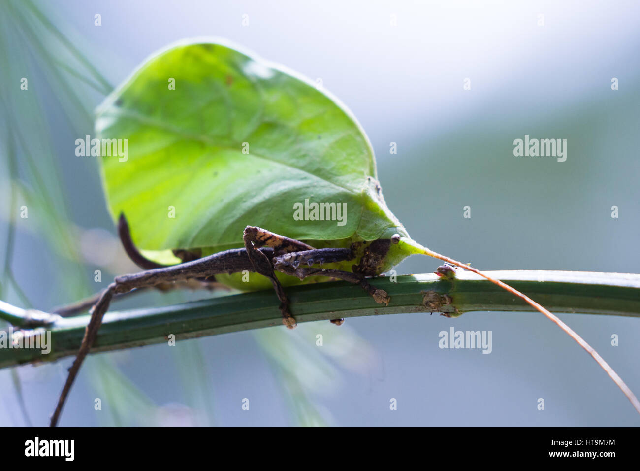 details on a leaf bug with very intricate pattern and realistic leaf ...