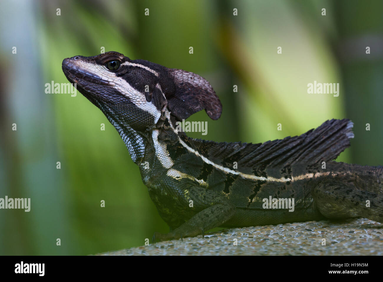 Jesus christ lizard male hi-res stock photography and images - Alamy