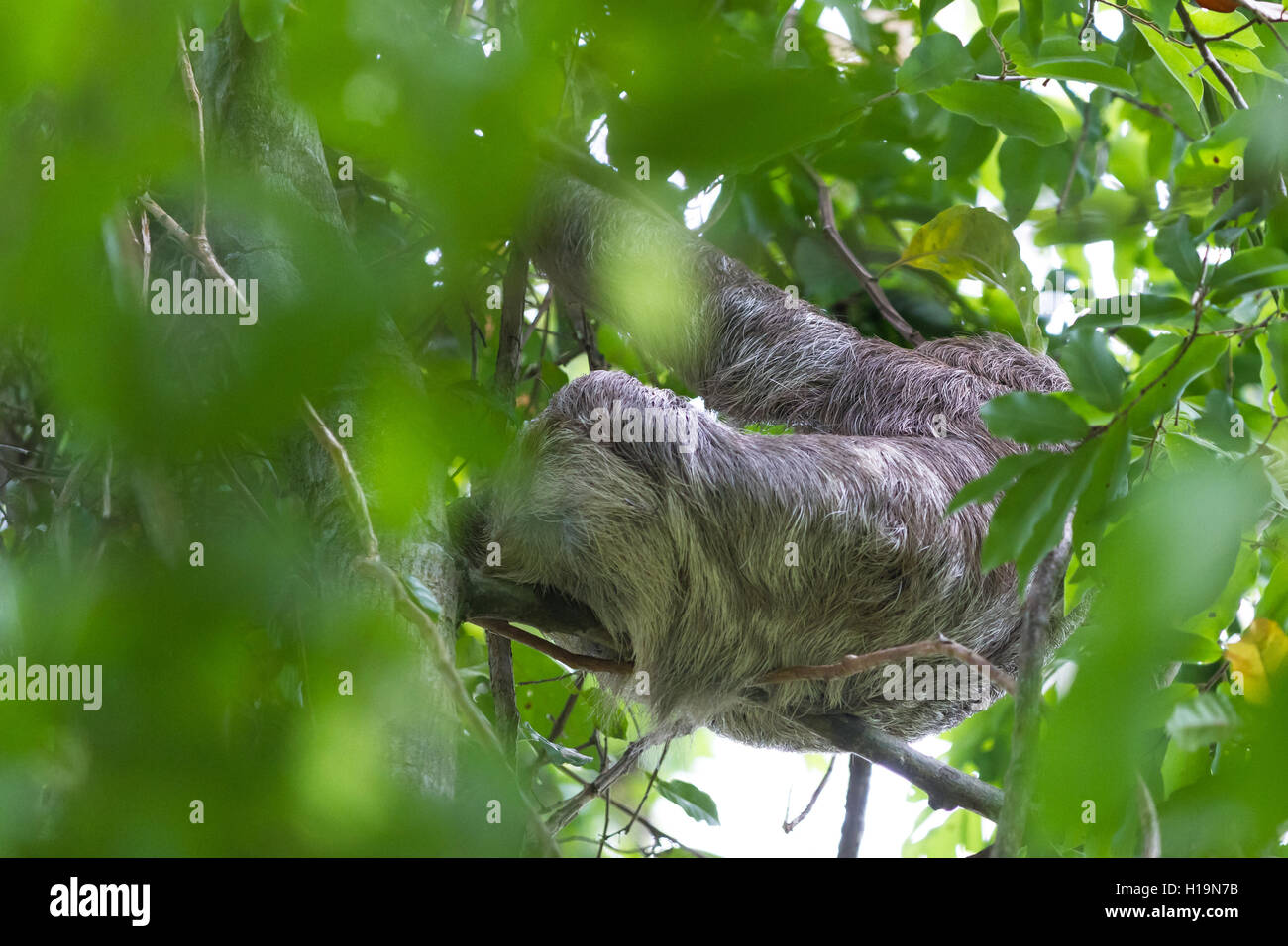 three toed sloth in the costa rican rainforest hanging from a tree ...
