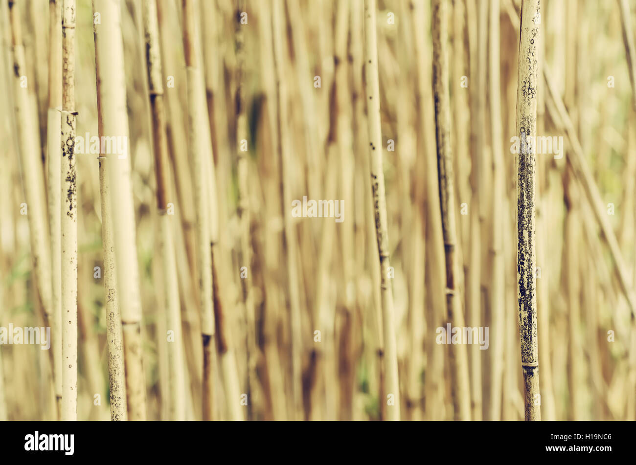 Dry reed background Stock Photo - Alamy