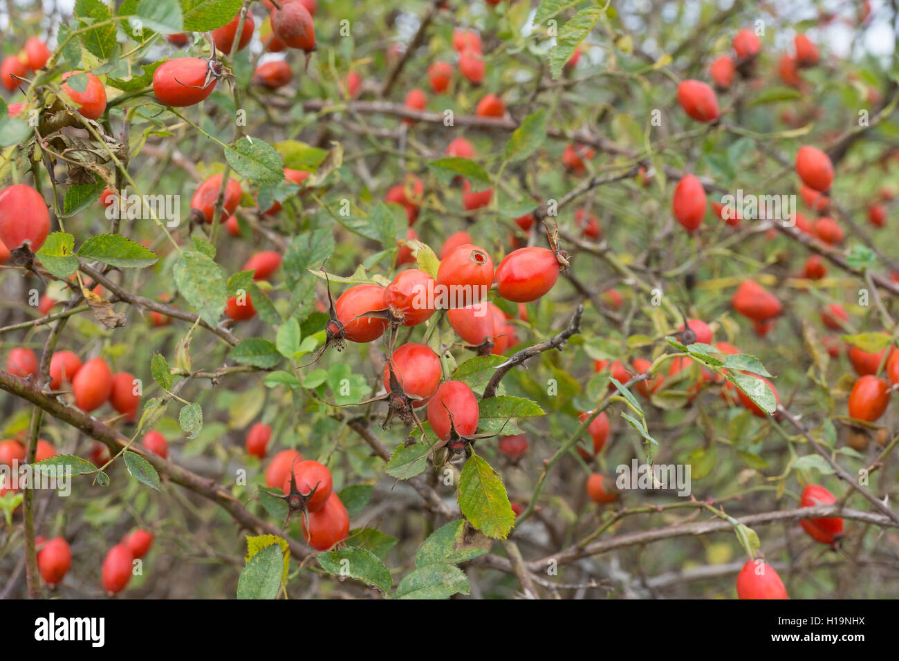 in the picture depicts autumn wild rose bush Stock Photo - Alamy