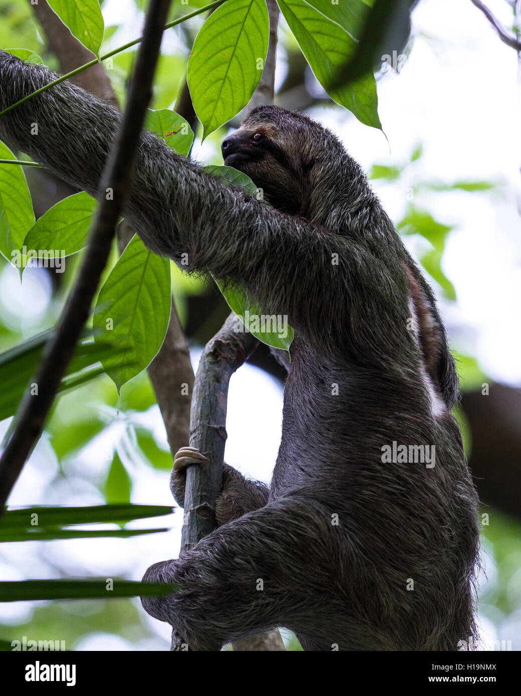 three toed sloth in the costa rican rainforest hanging from a tree ...