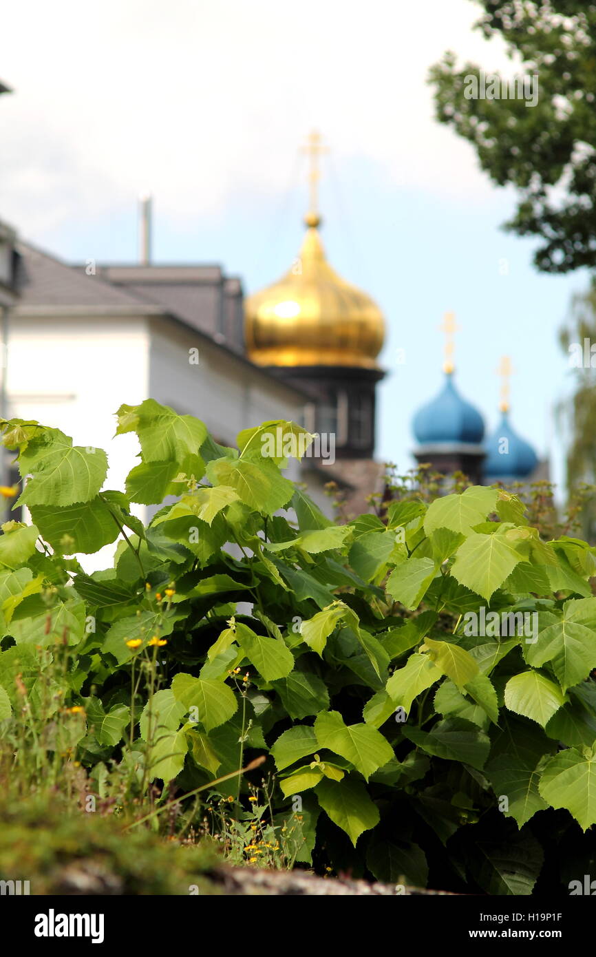 The Chinese princess or foxglove tree Stock Photo - Alamy
