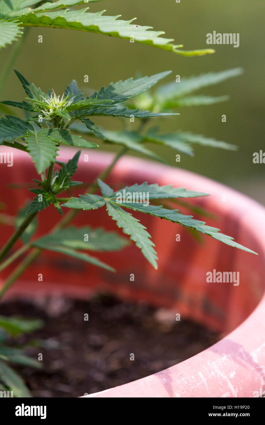 close up of the buds on a small cannabis plant growing outdoors under ...