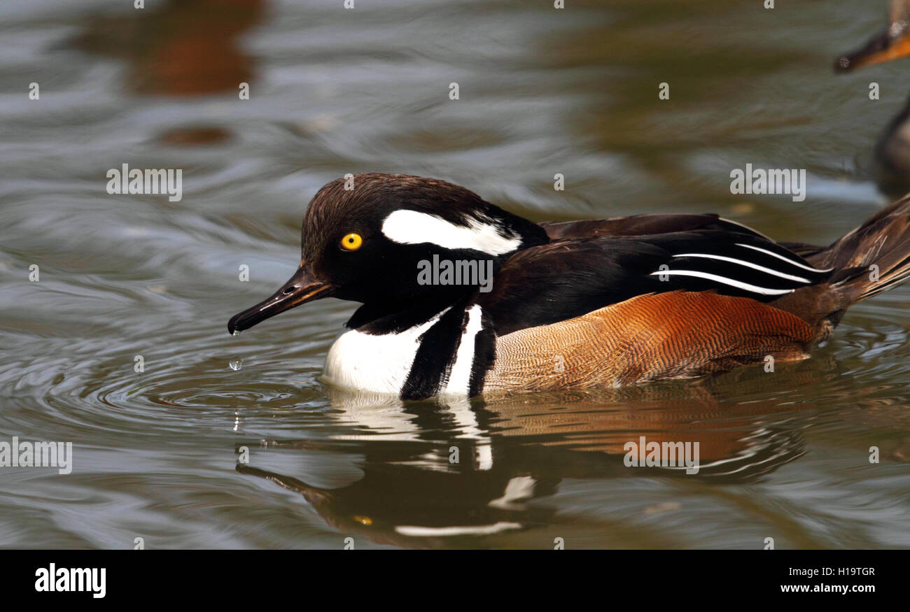 Disabled pigeon hi-res stock photography and images - Alamy
