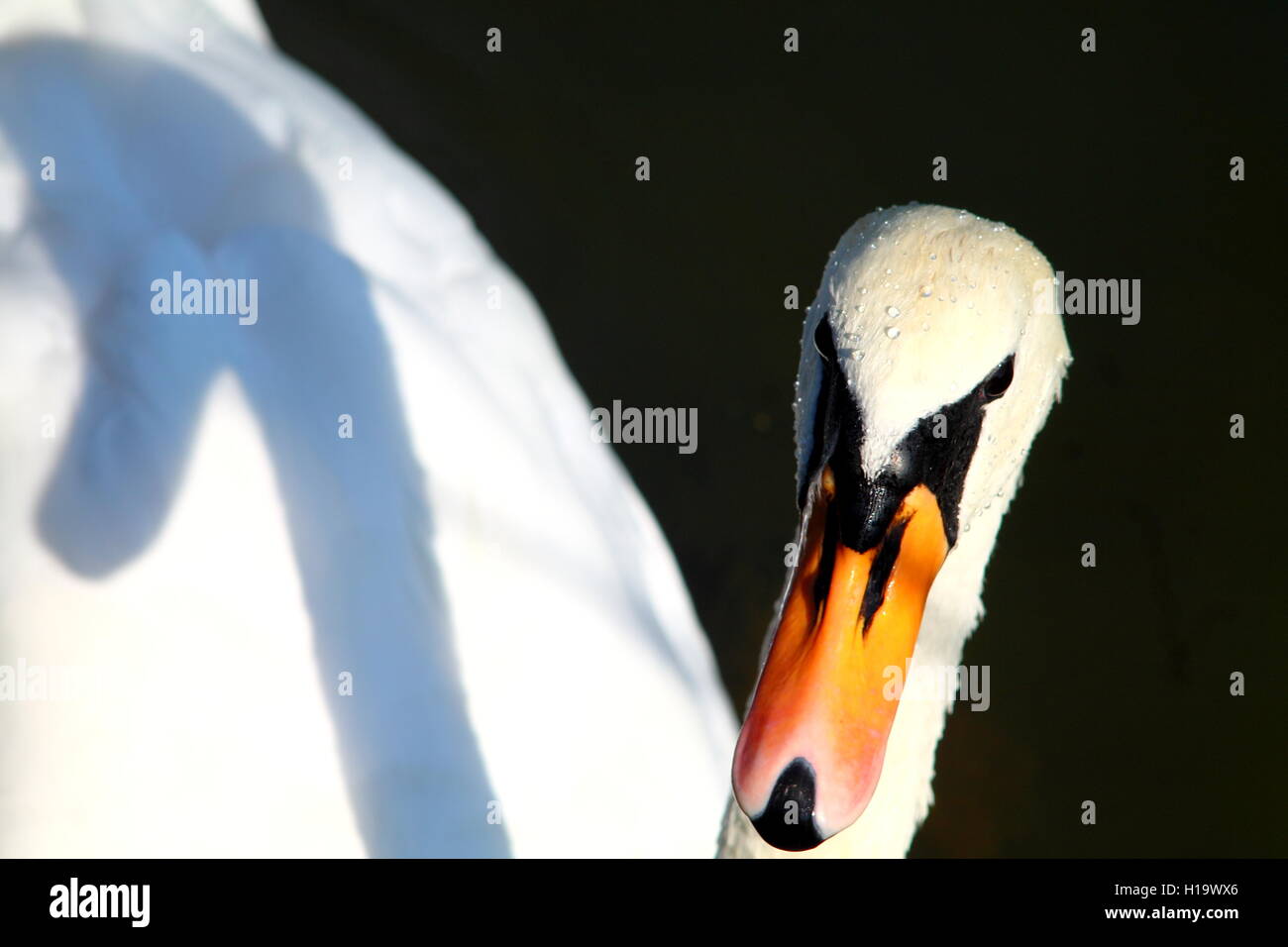 Swan head with water drops and shadow of its head Stock Photo - Alamy