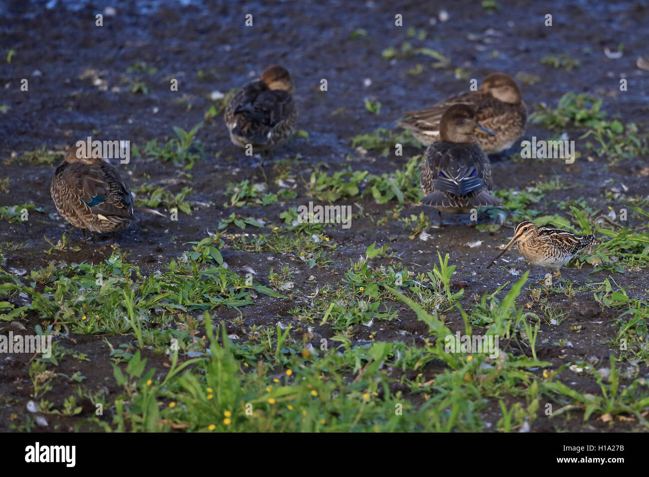 Common Snipe (Gallinago gallinago Stock Photo - Alamy