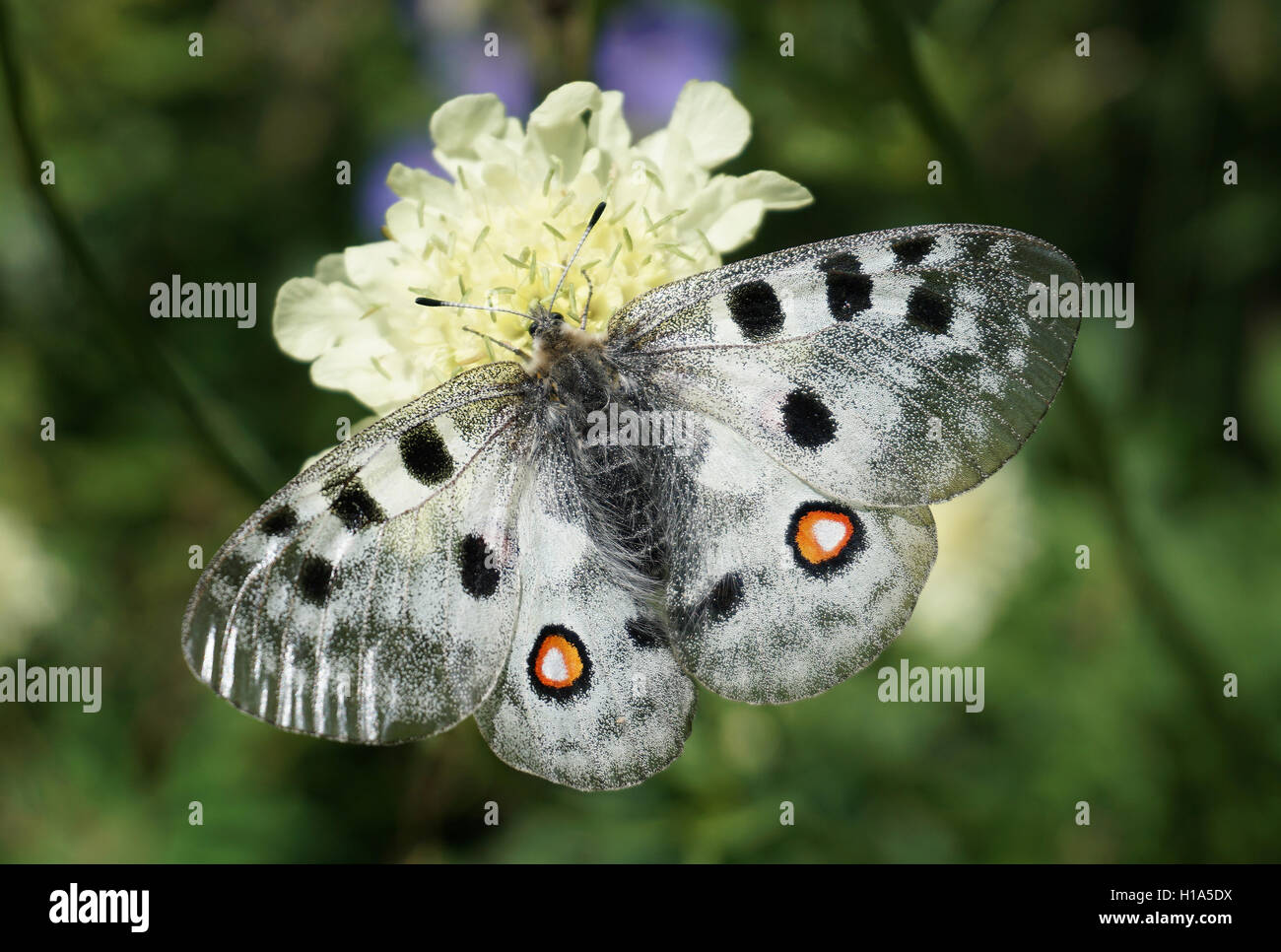 The Apollo butterfly (Parnassius apollo) in a natural mountain ...