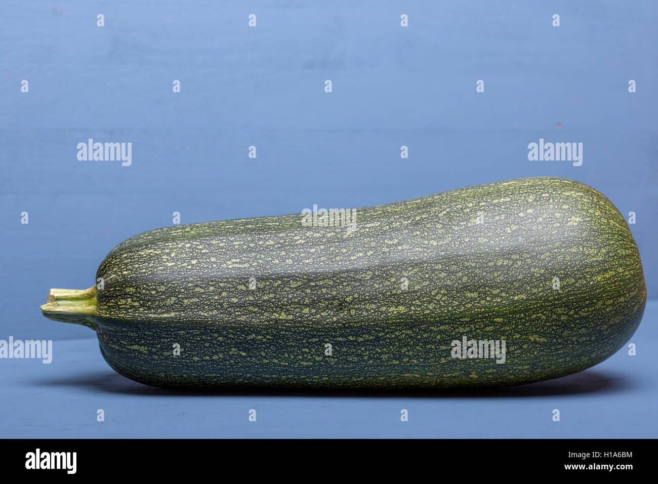 One green zucchini vegetable shown whole on a blue wooden background ...
