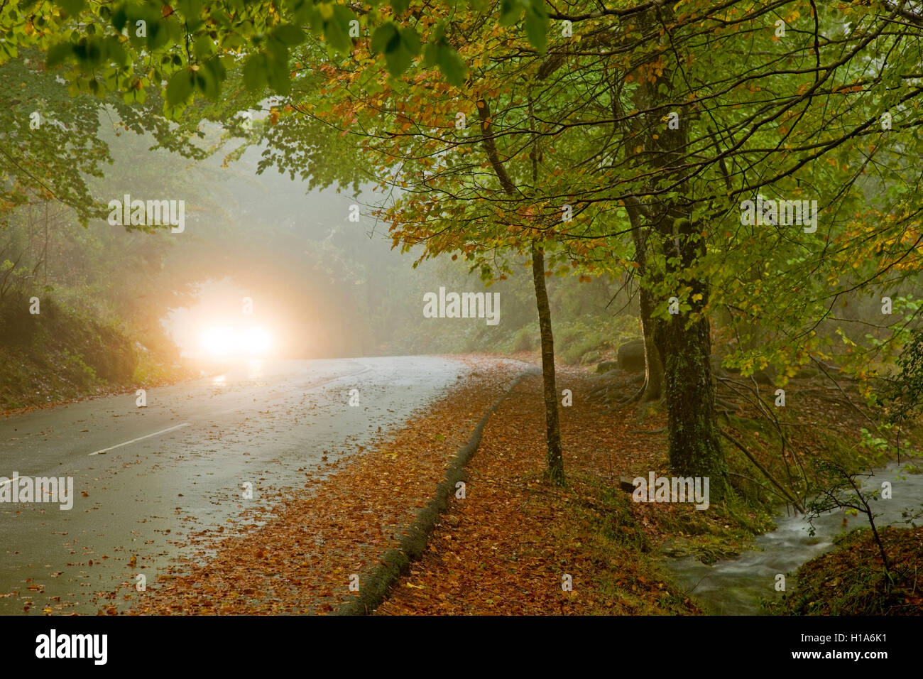 Autumn forest at Mata da Albergaria, Geres National Park, Portugal ...