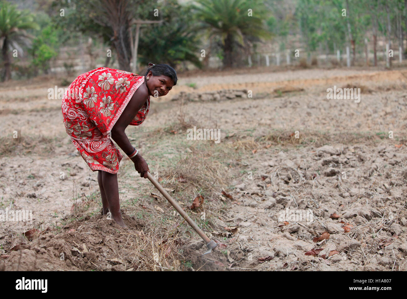 Tribal Woman working in field, Muria Tribe, Chorangi Village ...