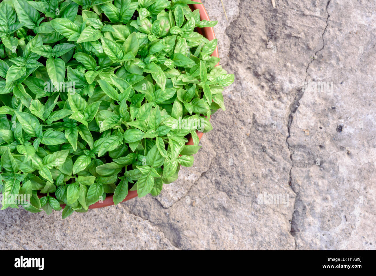 Greek basil hi-res stock photography and images - Alamy