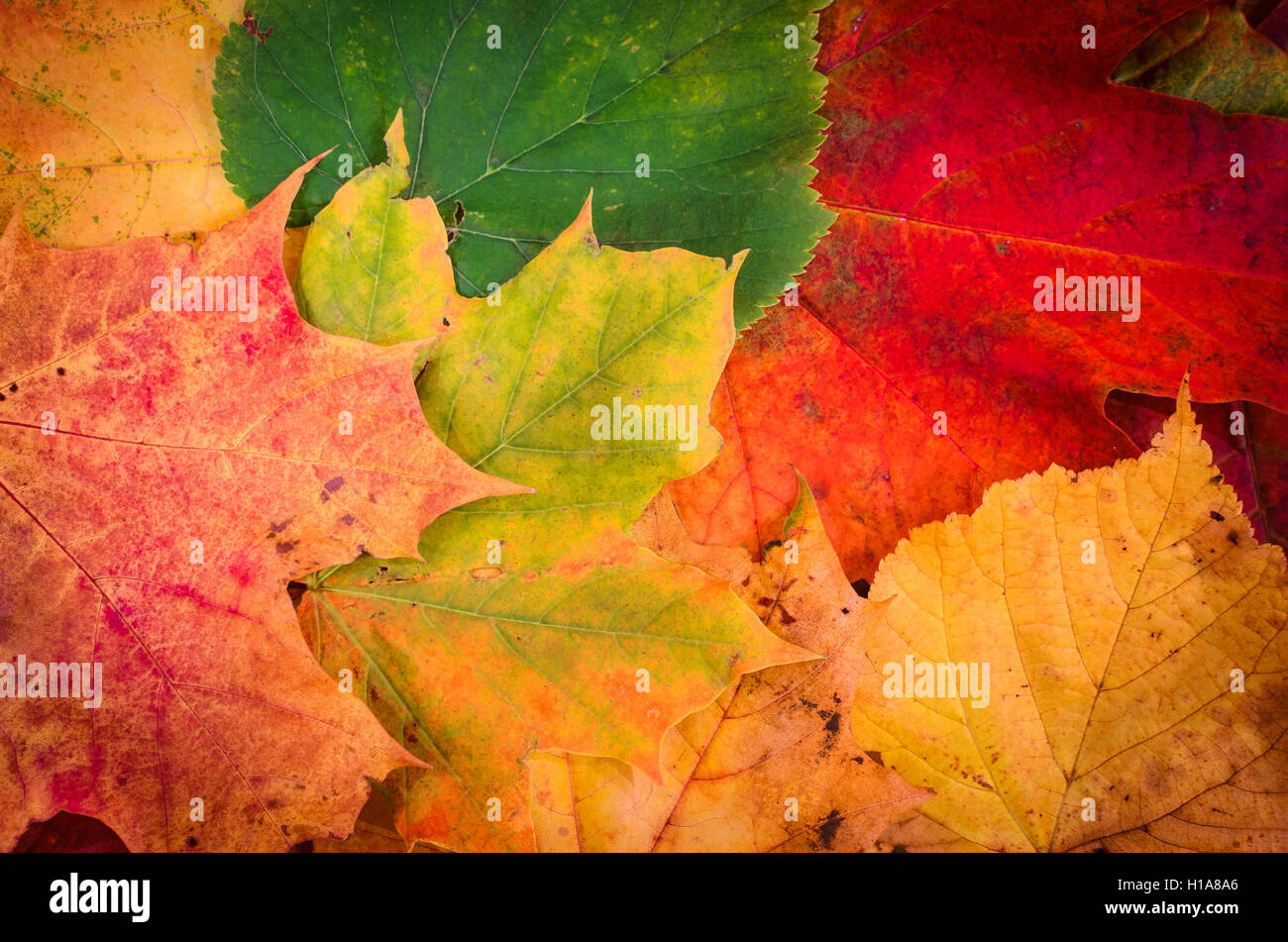 Red leave red leaves hi-res stock photography and images - Alamy