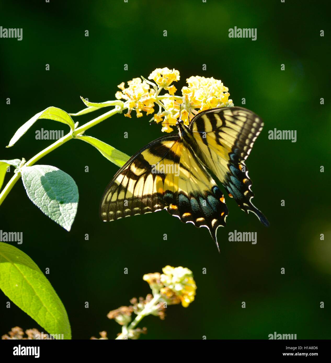 yellow swallowtail butterfly on butterfly bush Stock Photo - Alamy