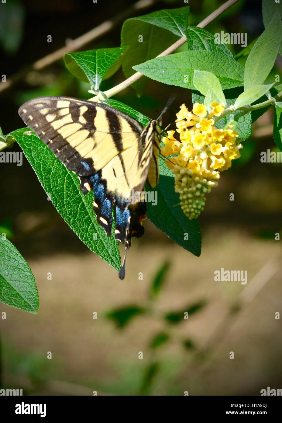 The yellow swallowtail hi-res stock photography and images - Alamy
