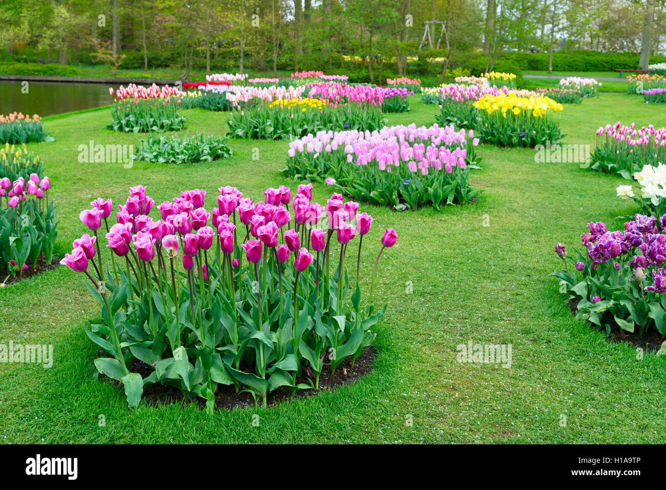 Rows of tulip flowers Stock Photo - Alamy