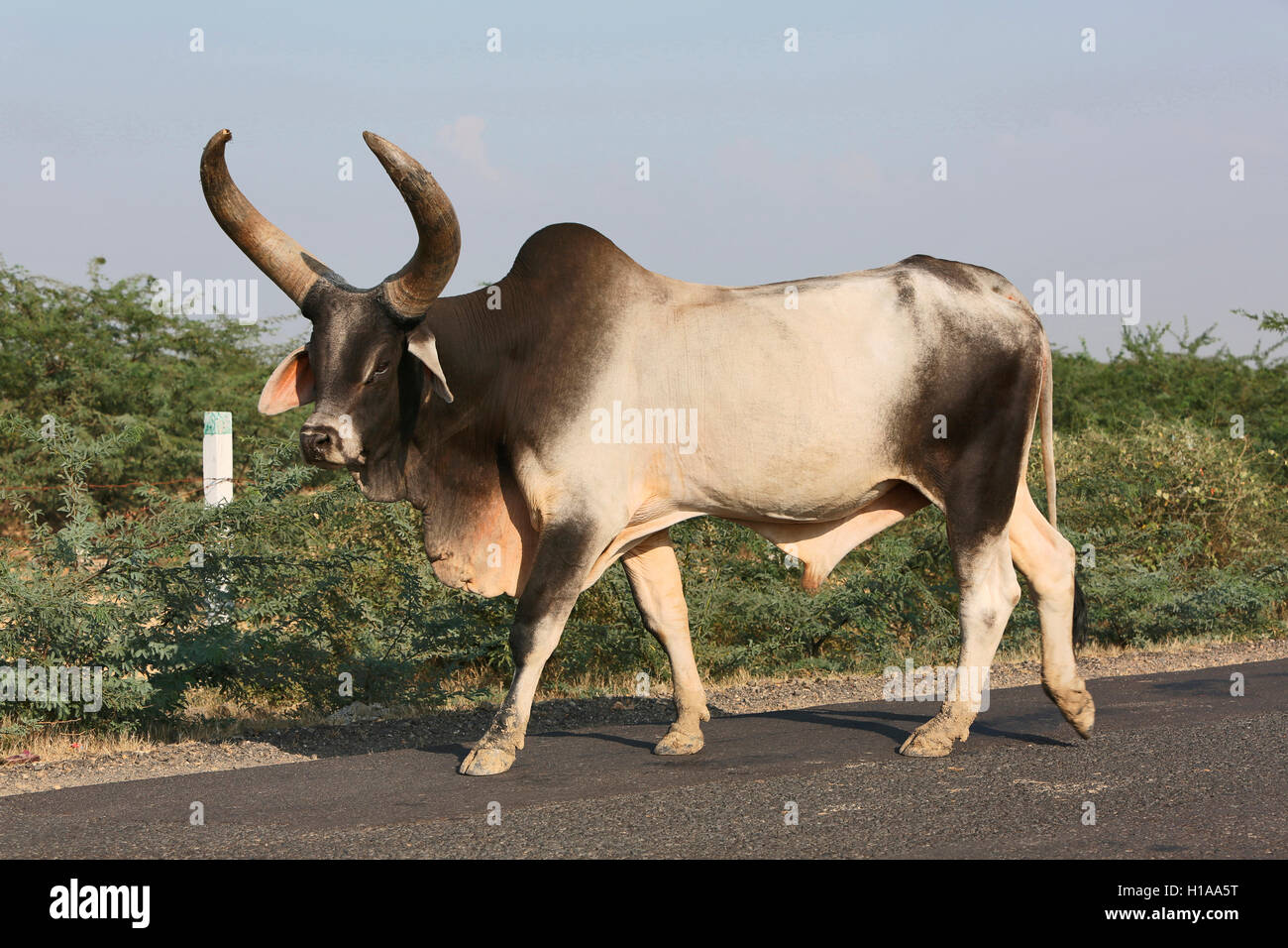 OX walking on road, Kutch, Gujarat, India Stock Photo - Alamy