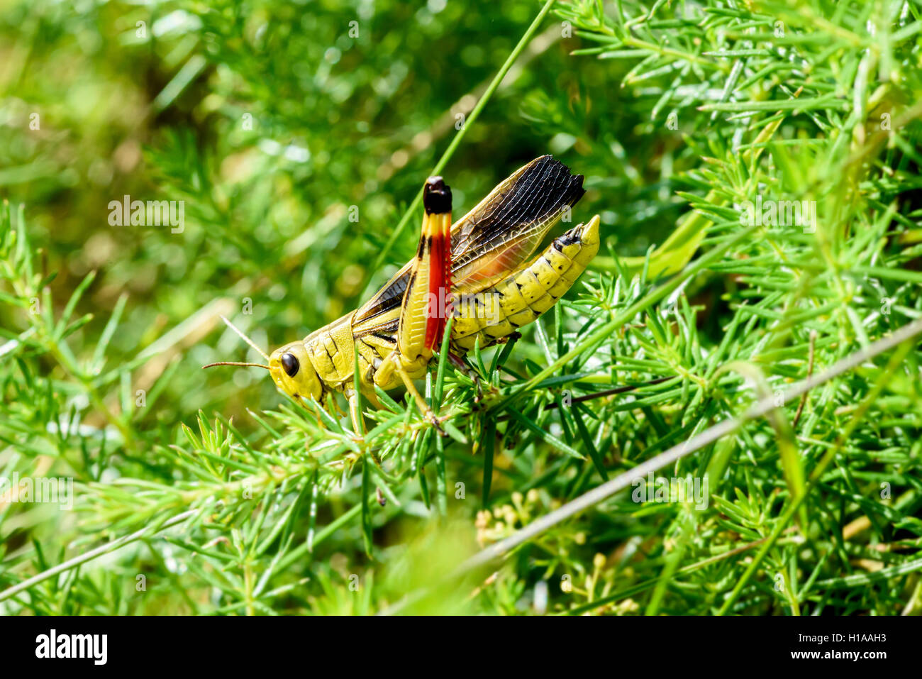 One legged creature hi-res stock photography and images - Alamy