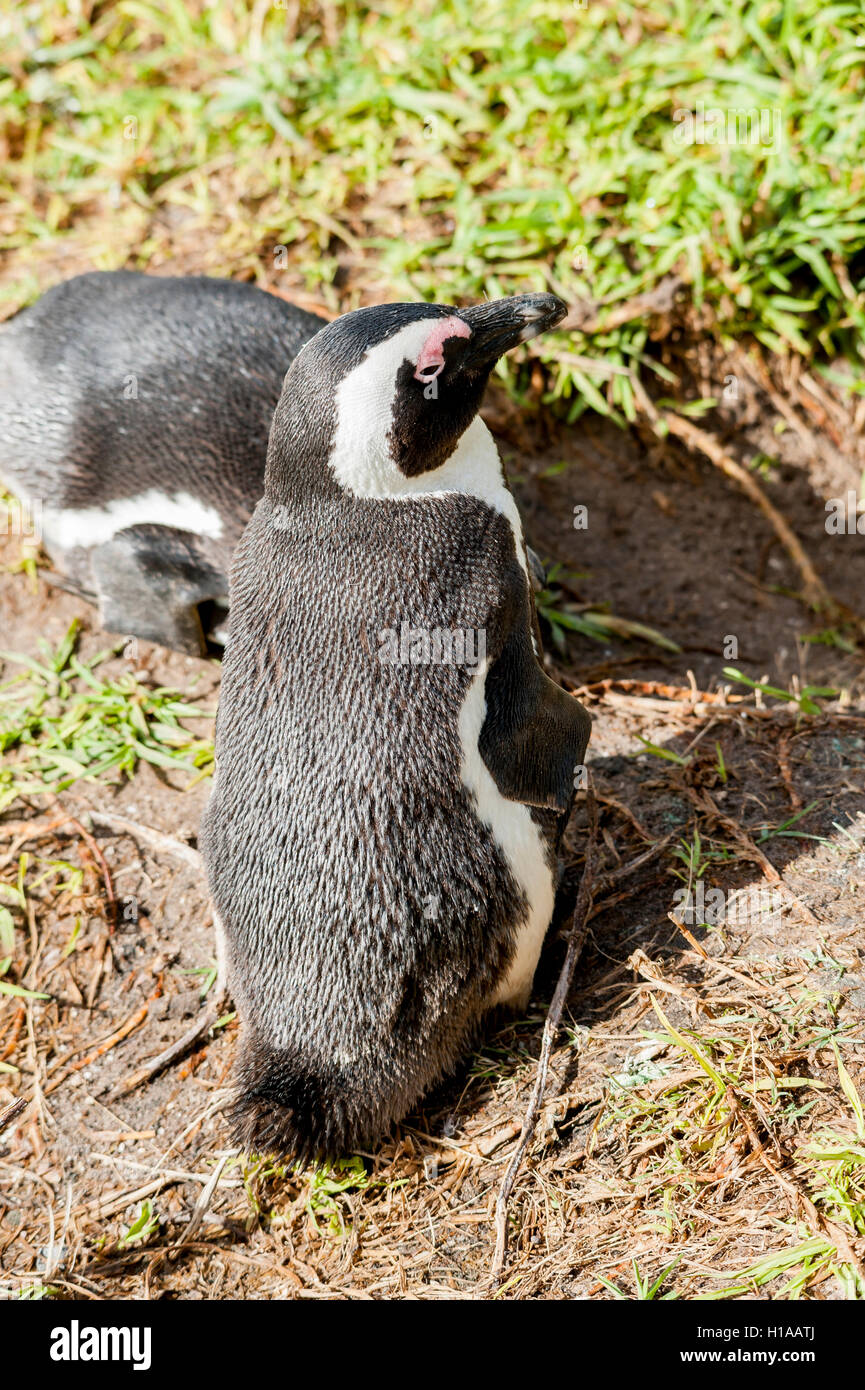Two black-footed penguins engaging in behavior on grassy terrain, South ...