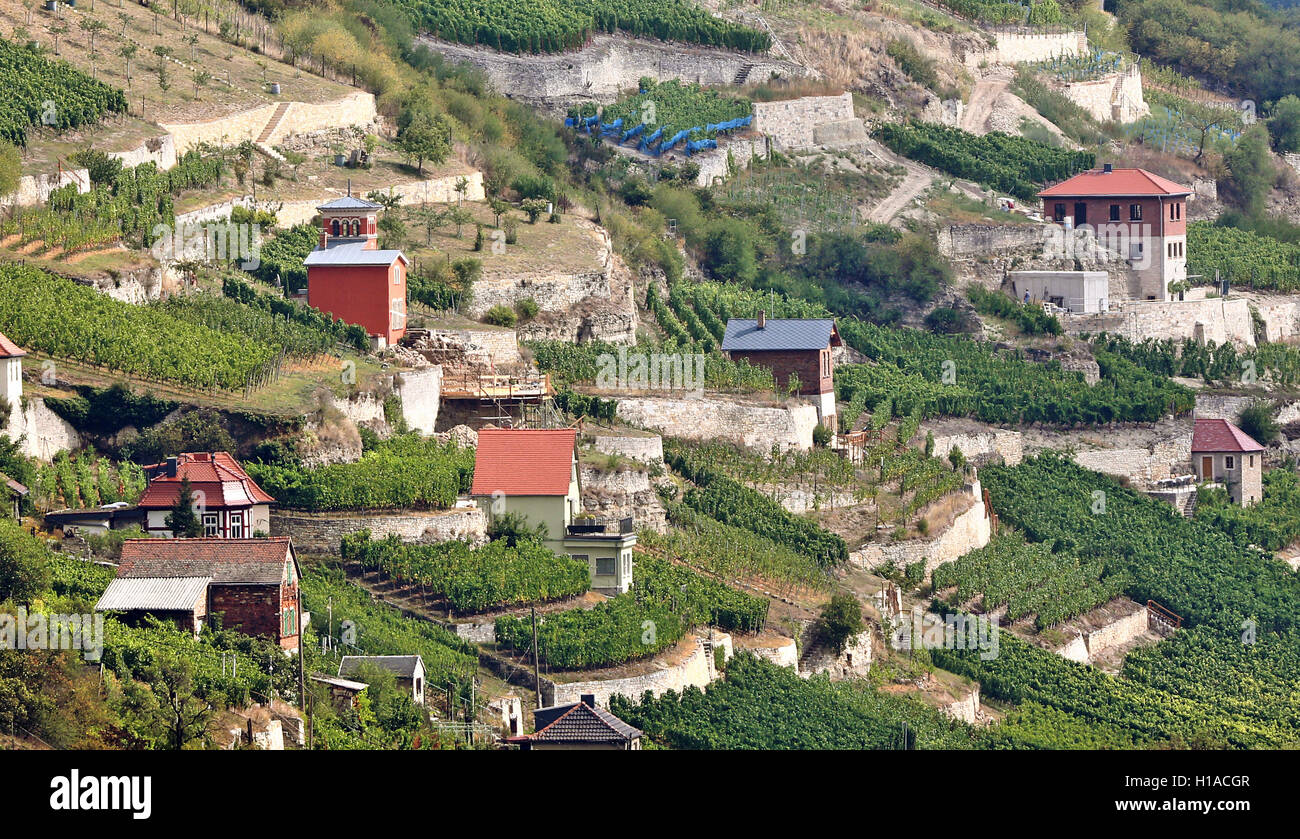 A view of the vineyard on the Unstrut river, known also as the 'Tuscany ...