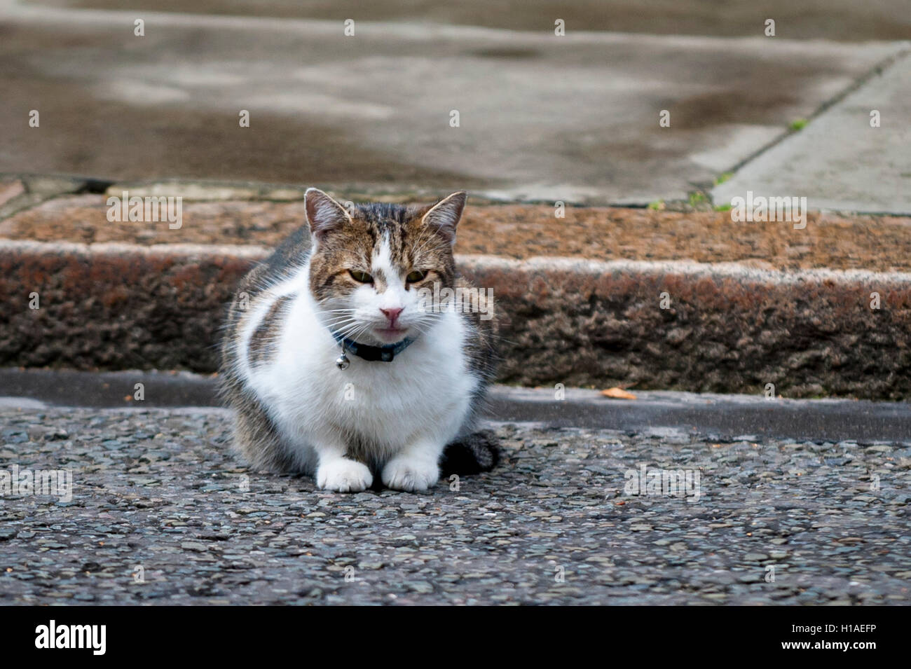 London, UK. 22nd Sep, 2016. Larry the cat sits outside number 10 ...