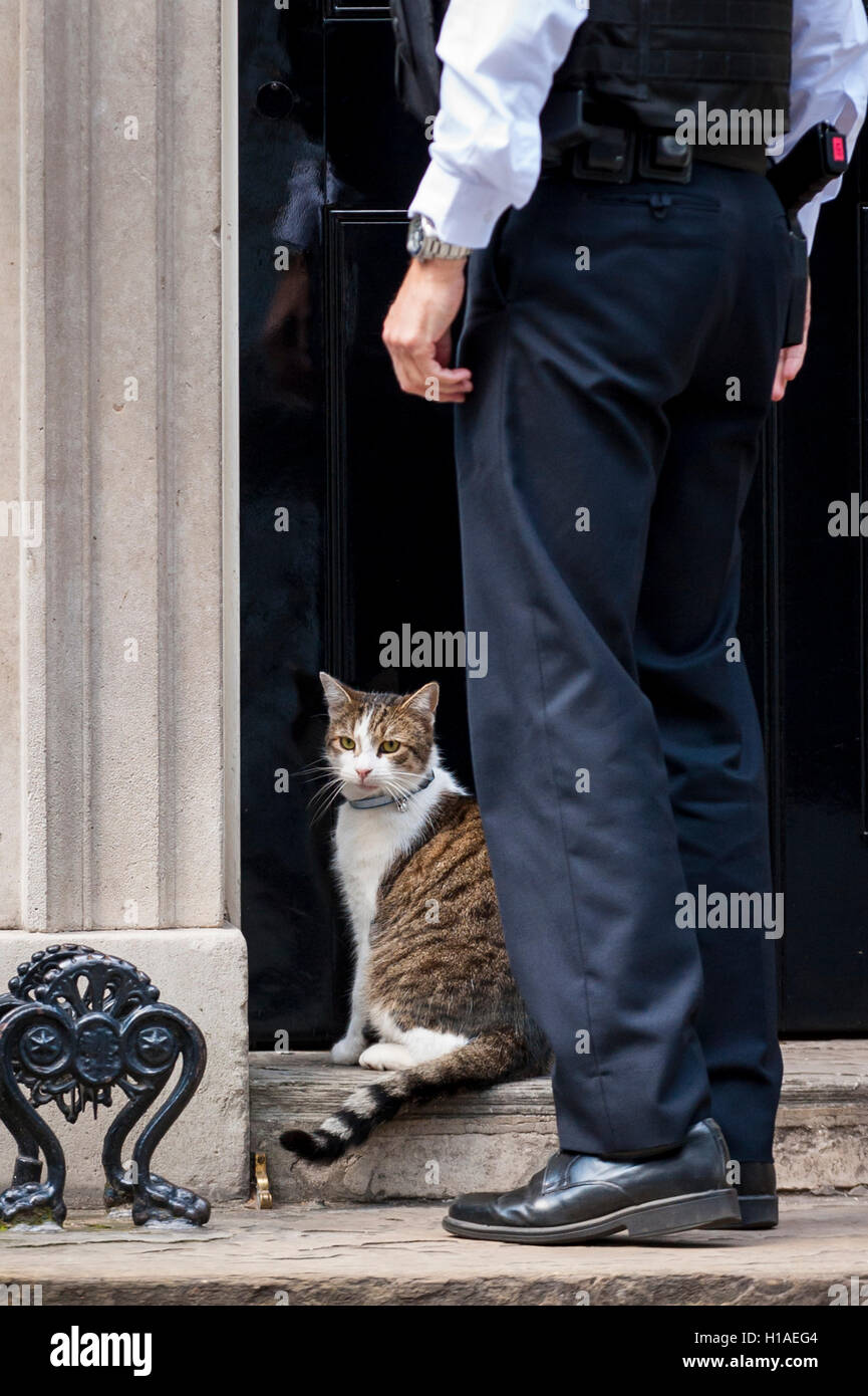 London, UK. 22nd Sep, 2016. Larry the cat sits outside number 10 ...