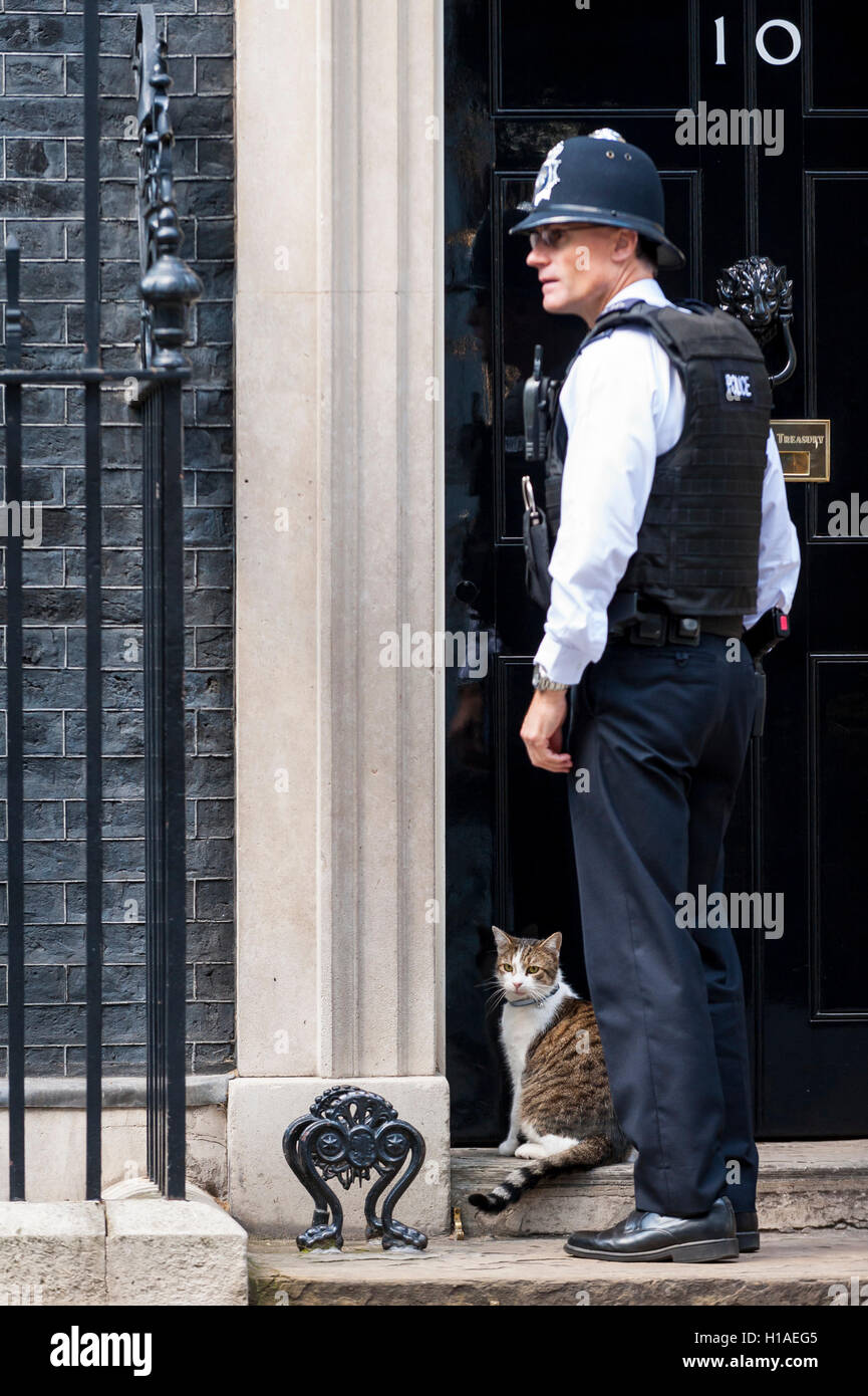 London, UK. 22nd Sep, 2016. Larry the cat sits outside number 10 ...