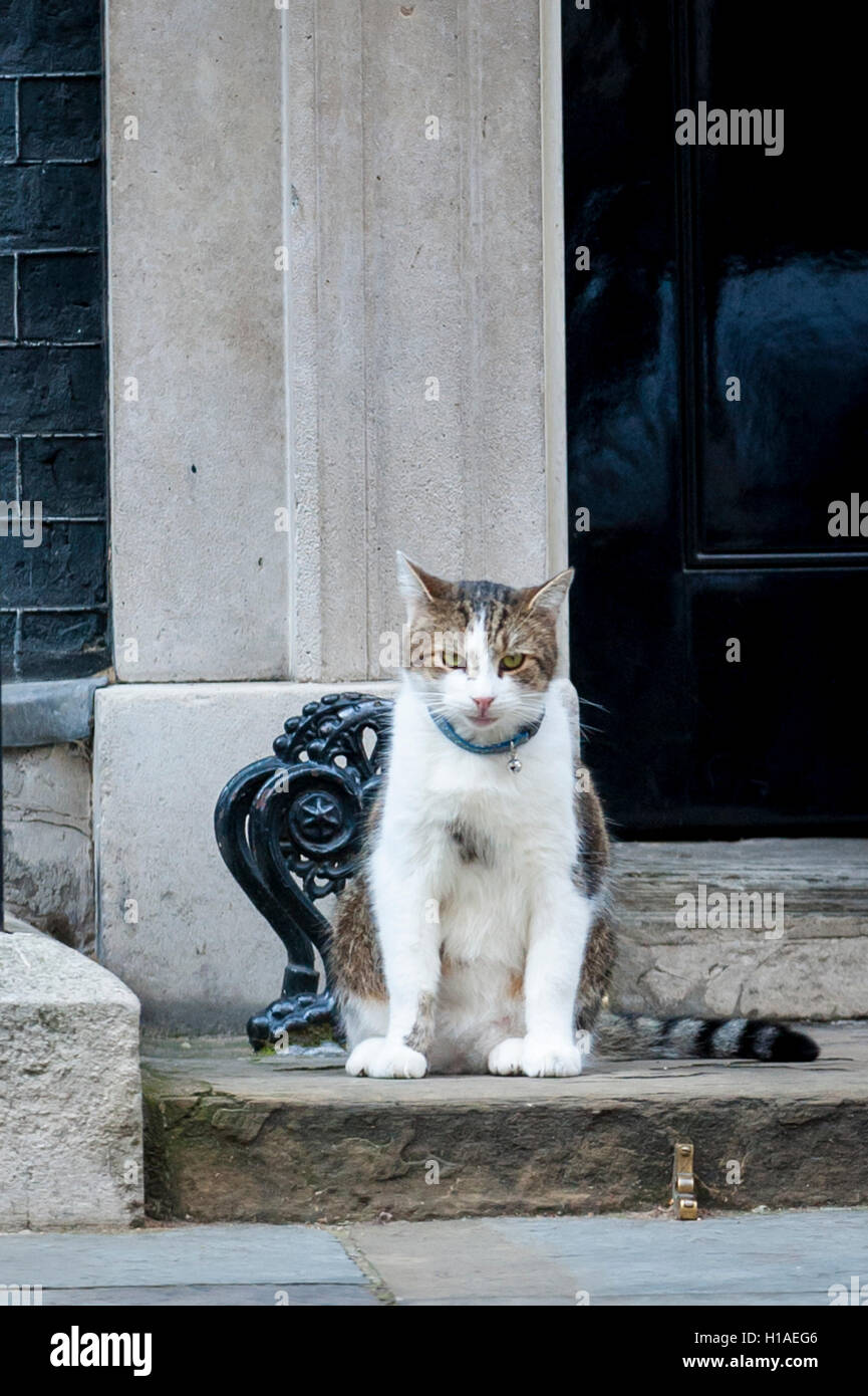 London, UK. 22nd Sep, 2016. Larry the cat sits outside number 10 ...