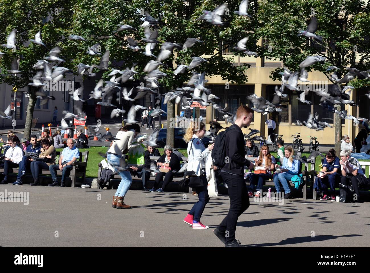 Glasgow, Scotland, UK. 22nd September, 2016. Pigeons in George Square ...