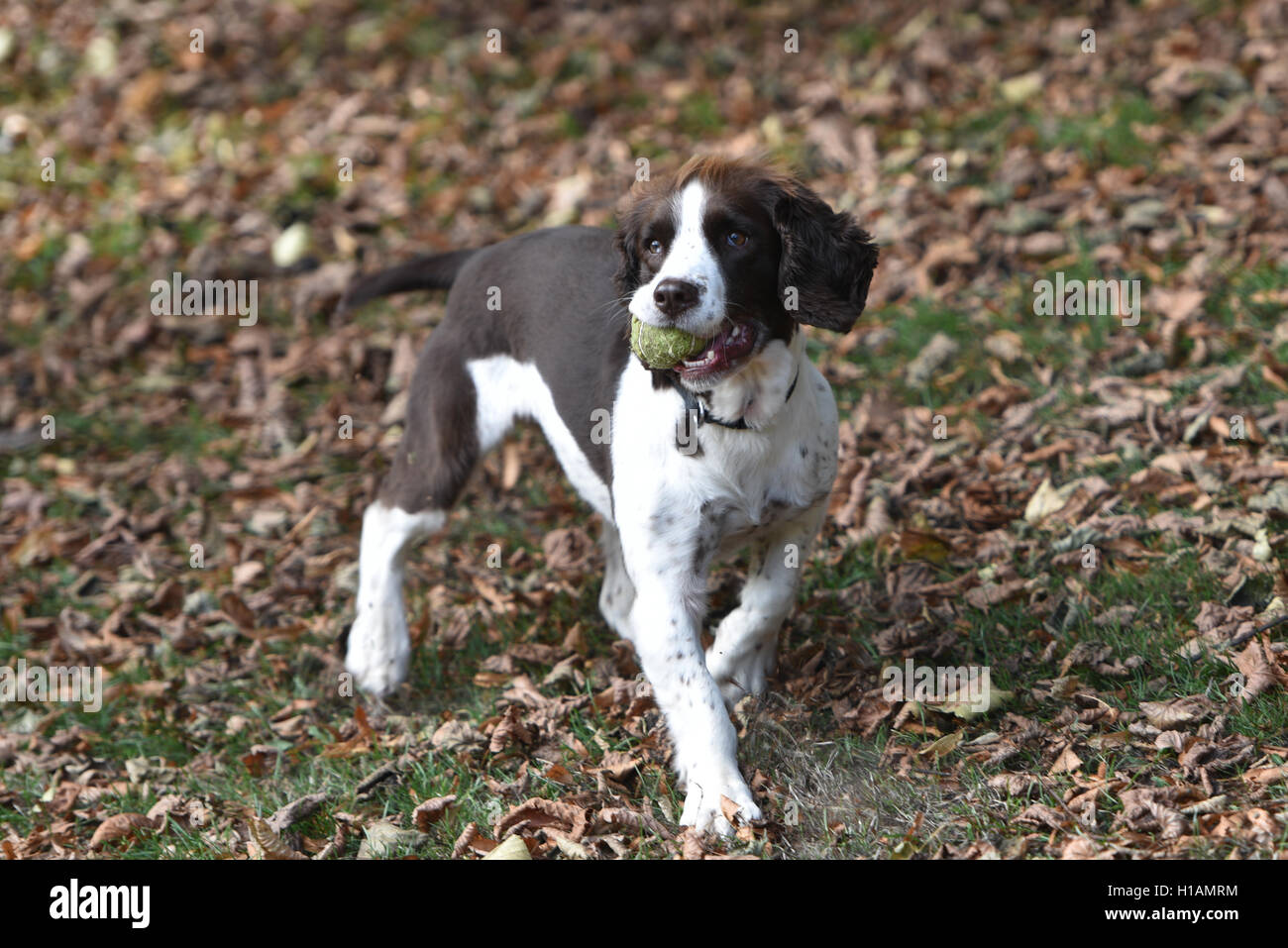 Exeter, Devon, UK. 23rd September, 2016. Weather of the Day - Autumn ...