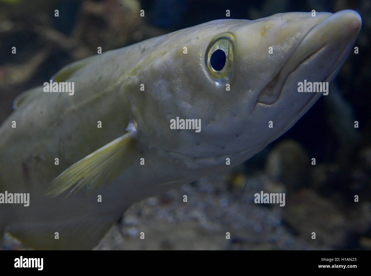 Kiel, Germany. 18th Sep, 2016. Cod swimming in the aquarium of the ...