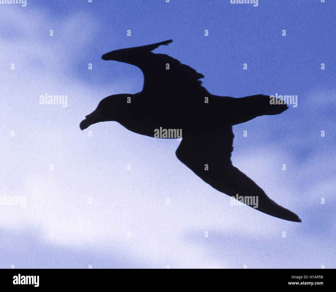 Argentina. 22nd Feb, 2003. Silhouette of a Southern giant petrel ...