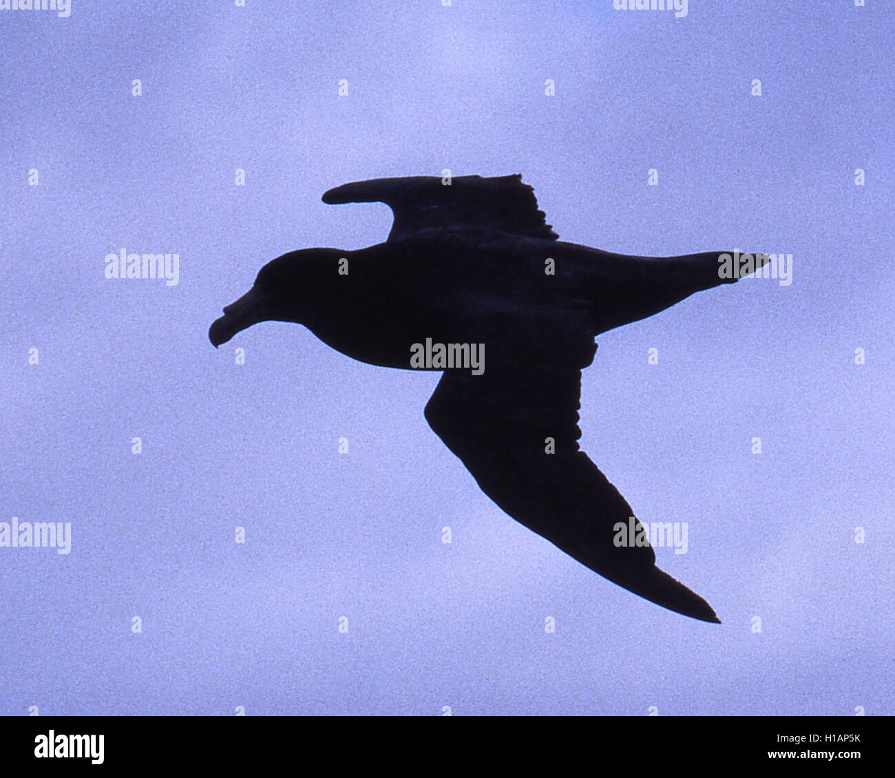 Argentina. 22nd Feb, 2003. Silhouette of a Southern giant petrel ...