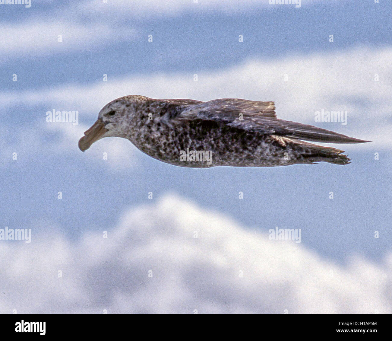 Argentina. 24th Feb, 2003. A Southern giant petrel (Macronectes ...